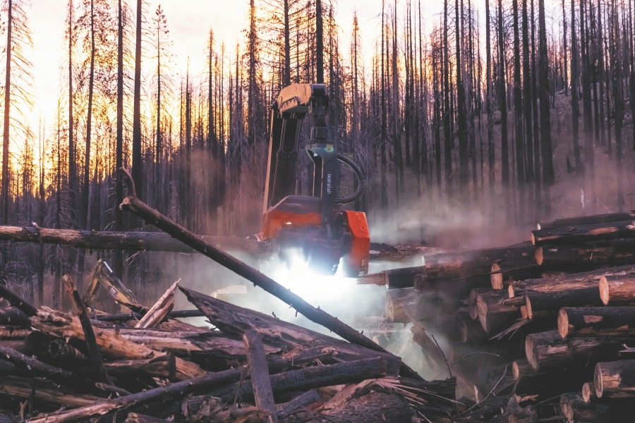 Moonlight Drives and a Picnic in the Woods: Logging a Legacy in ...