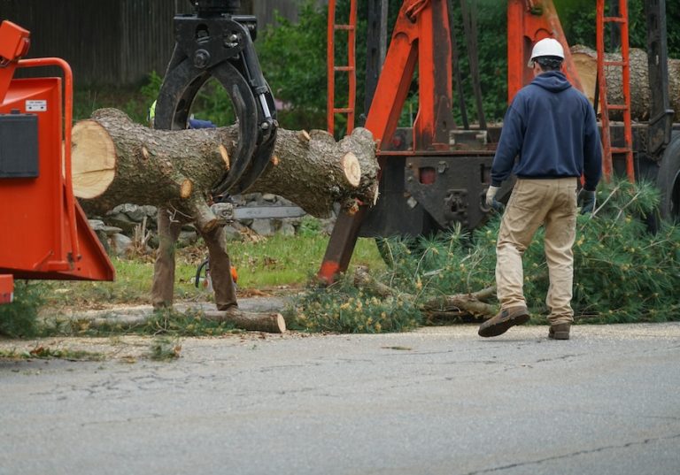Tree Removal Business Success: A Comprehensive Guide for Entrepreneurs ...
